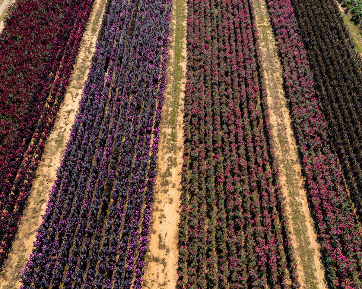 Crape Myrtle Bareroot Liners Bareroot Liners | McMakin Farms