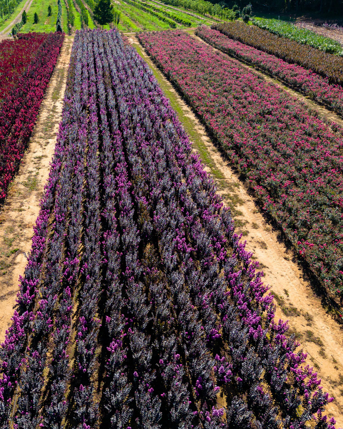 Crape Myrtle Bare Root Liners | McMakin Farms, SC