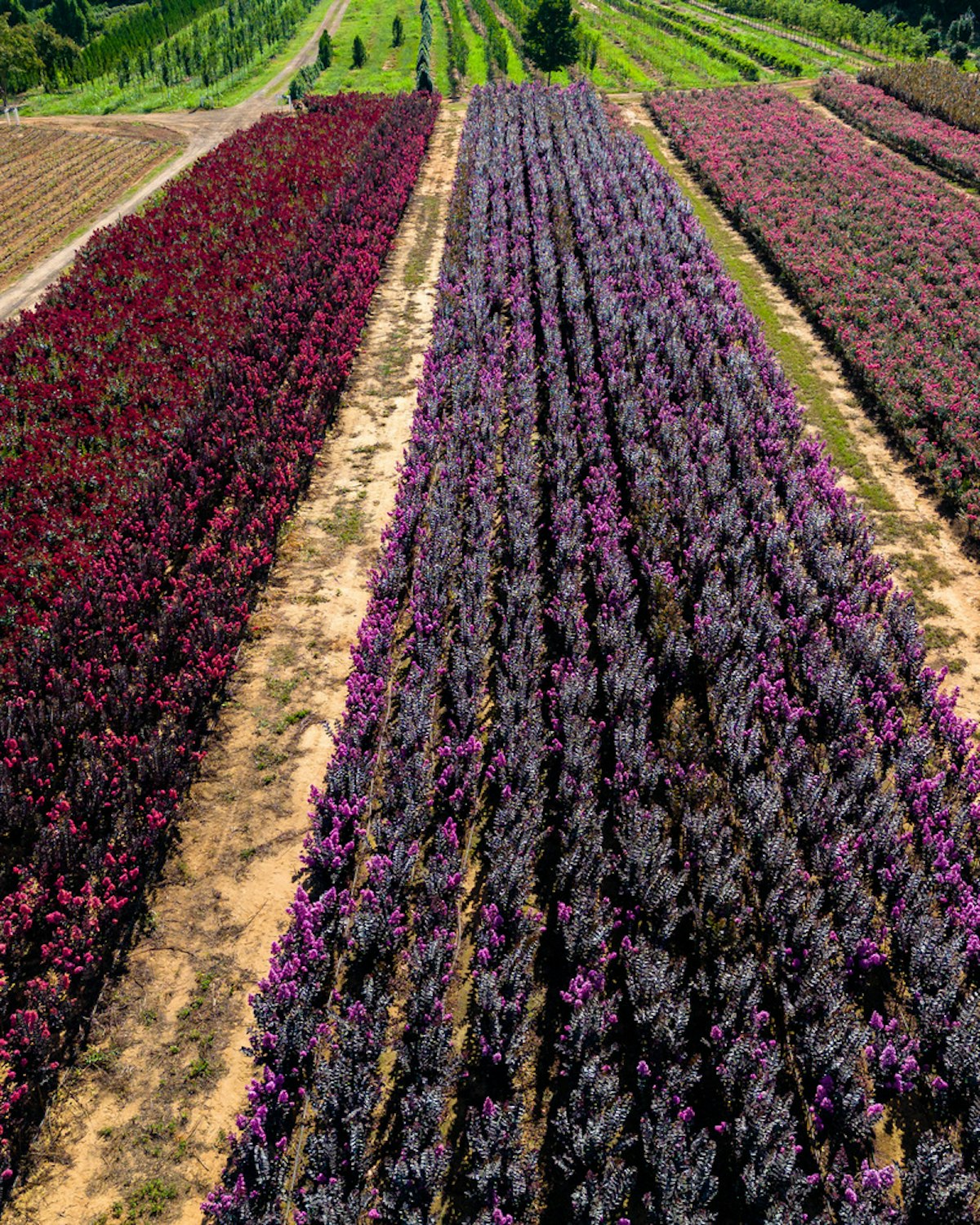 Crape Myrtle Bare Root Liners | McMakin Farms, SC