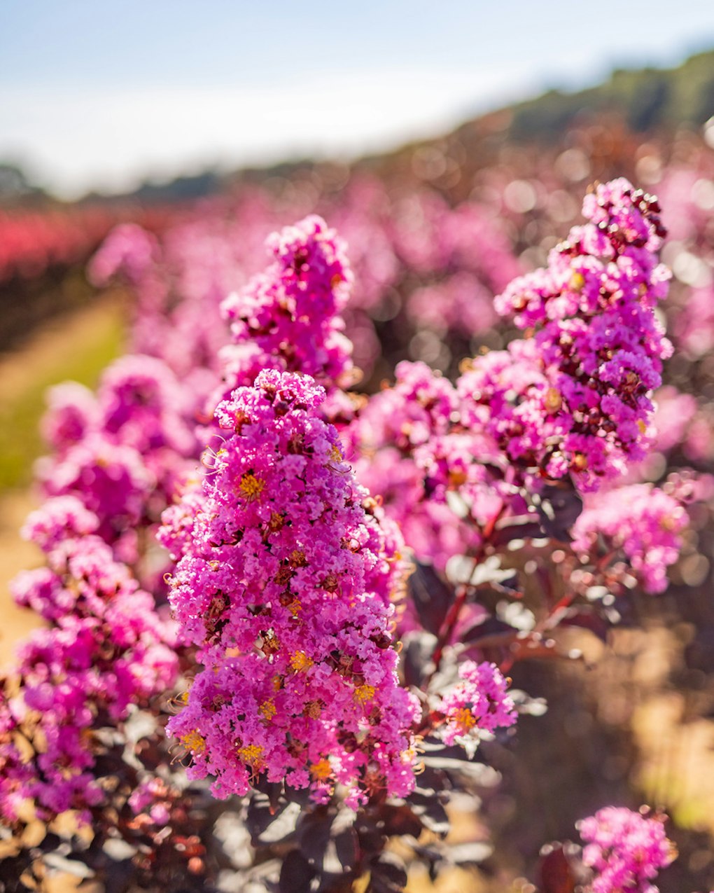 Crape Myrtle Bare Root Liners | McMakin Farms, SC