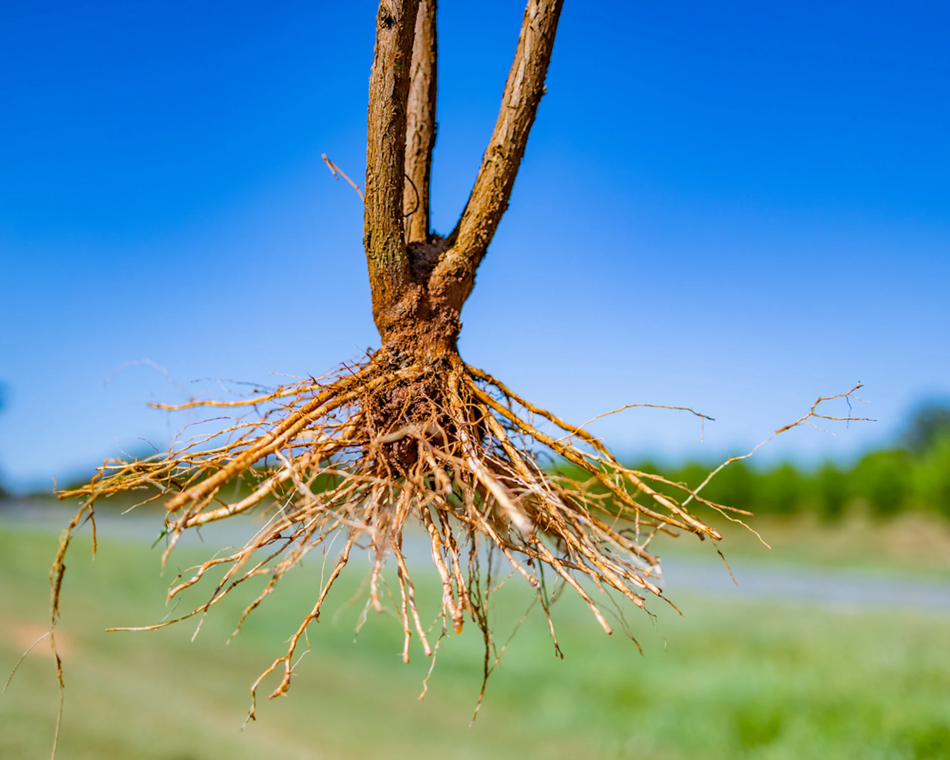 Crape Myrtle Bareroot Liners Bareroot Liners | McMakin Farms