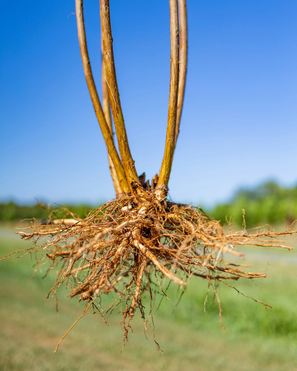 Crape Myrtle Bare Root Liners | McMakin Farms, SC