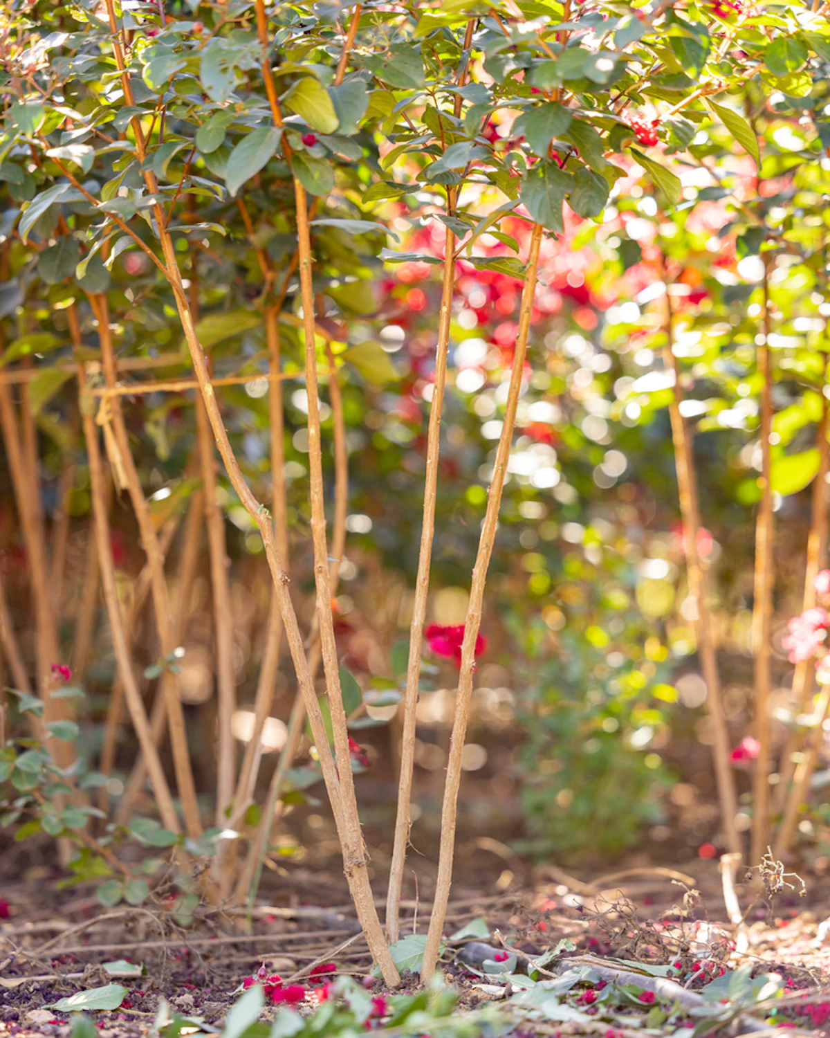 Crape Myrtle Bare Root Liners | McMakin Farms, SC