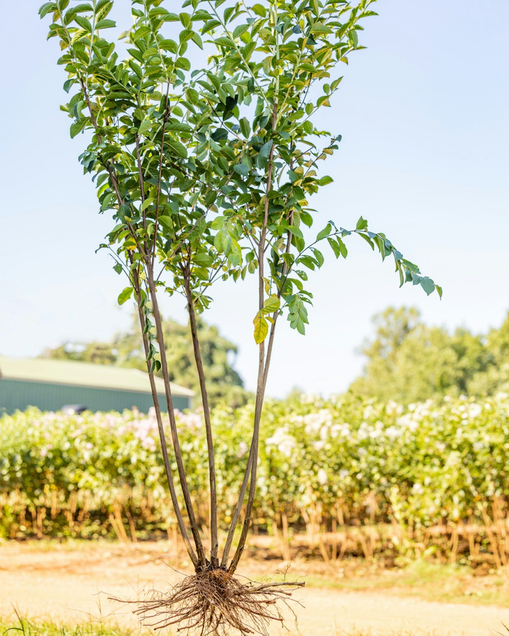 Crape Myrtle Bare Root Liners | McMakin Farms, SC