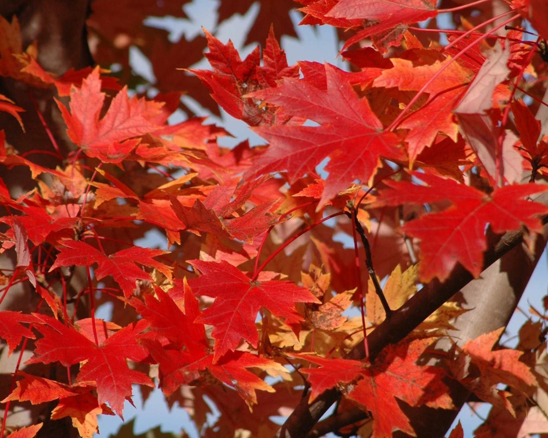 Autumn Blaze® Shade Trees | McMakin Farms