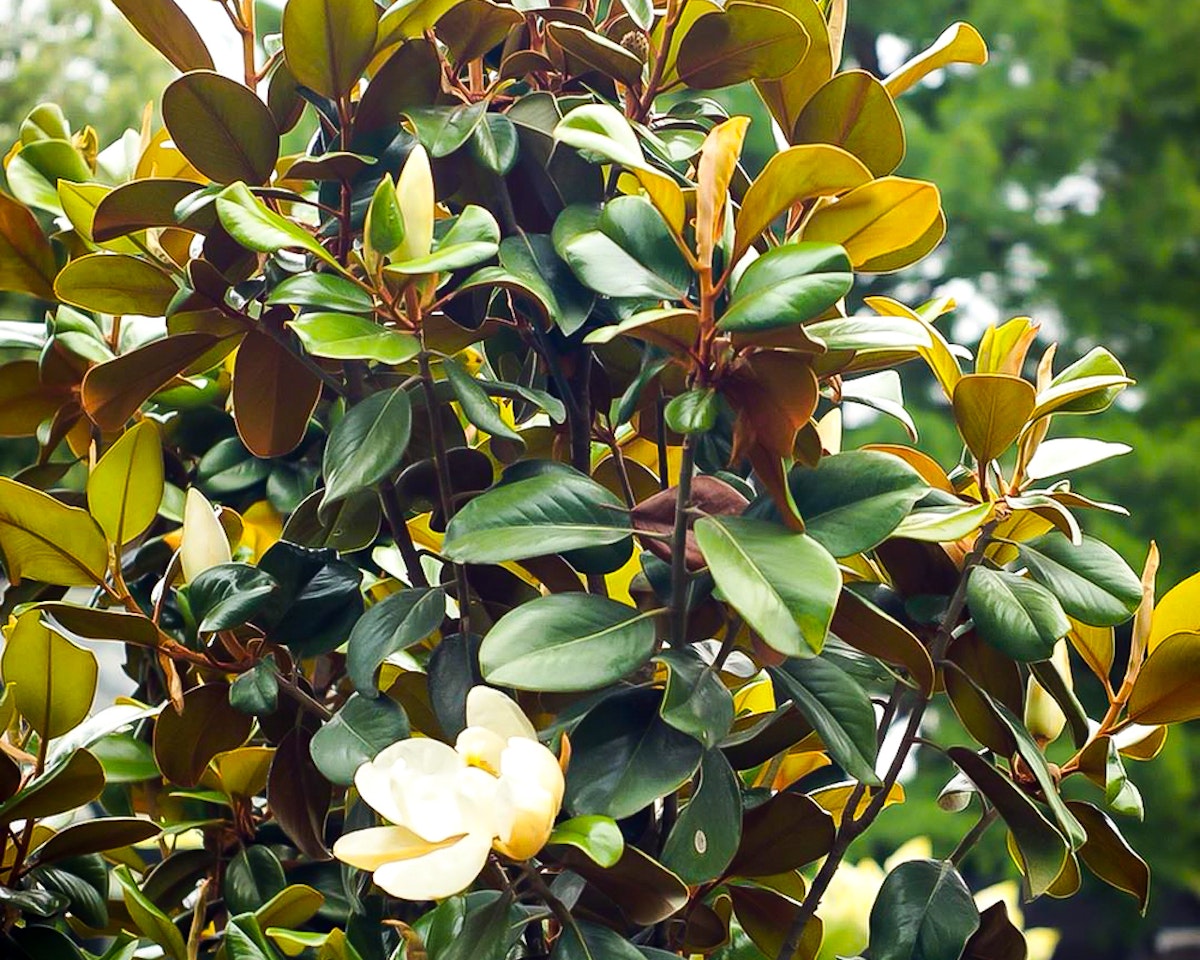 Alta Evergreens | McMakin Farms