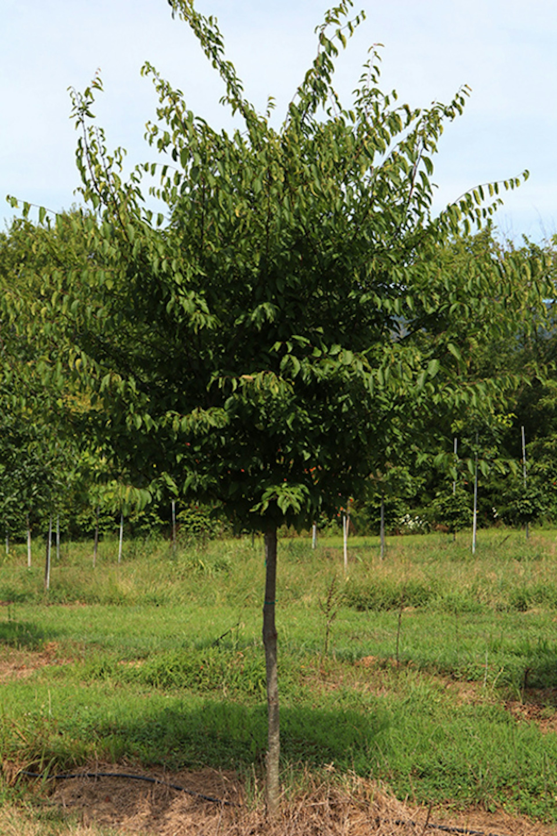 American Hornbeam Shade Trees | McMakin Farms