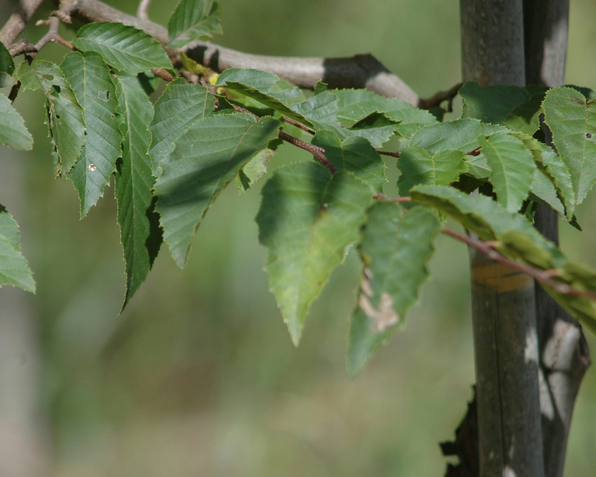 American Hornbeam Shade Trees | McMakin Farms