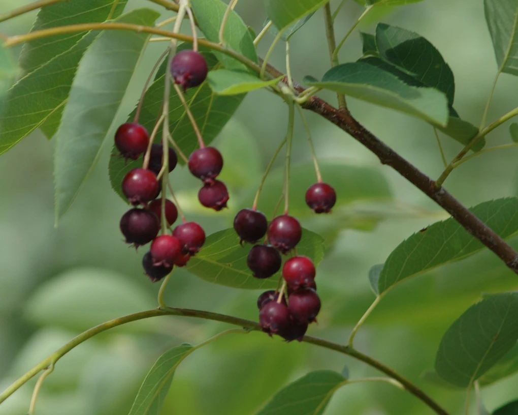 'Autumn Brilliance' Serviceberry Flowering Ornamentals | McMakin Farms