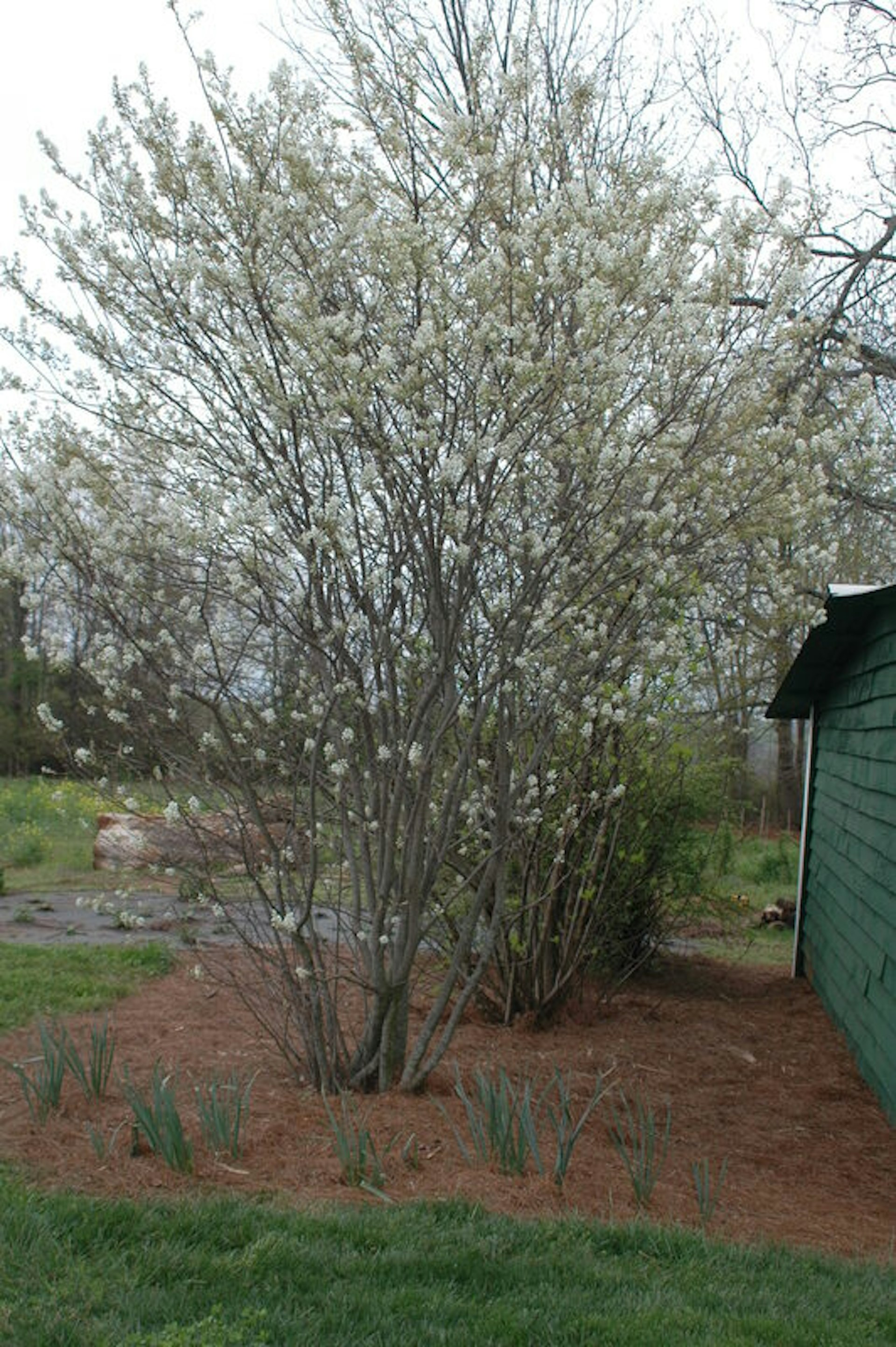 'Autumn Brilliance' Serviceberry Flowering Ornamentals | McMakin Farms