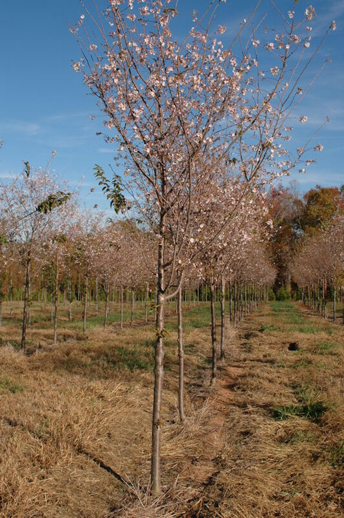 'Autumnalis' Cherry Flowering Ornamentals | McMakin Farms