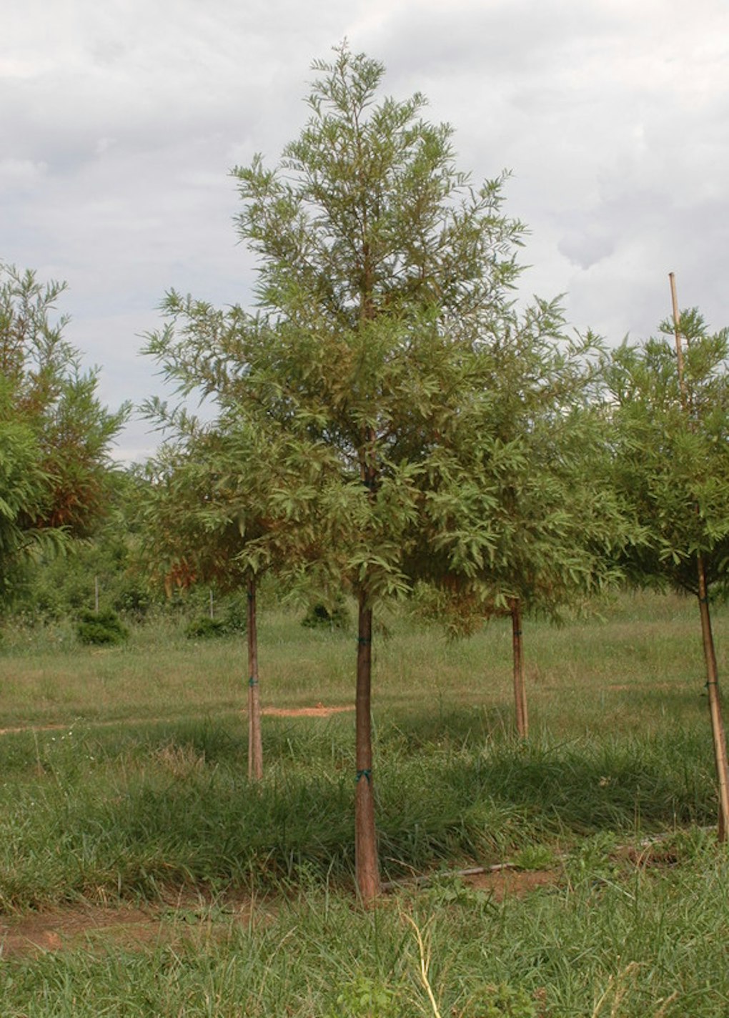 Bald Cypress (seedling) Shade Trees | McMakin Farms
