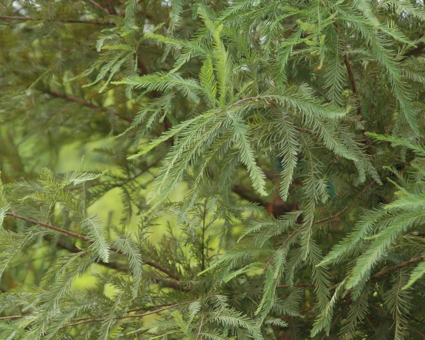 Bald Cypress (seedling) Shade Trees | McMakin Farms