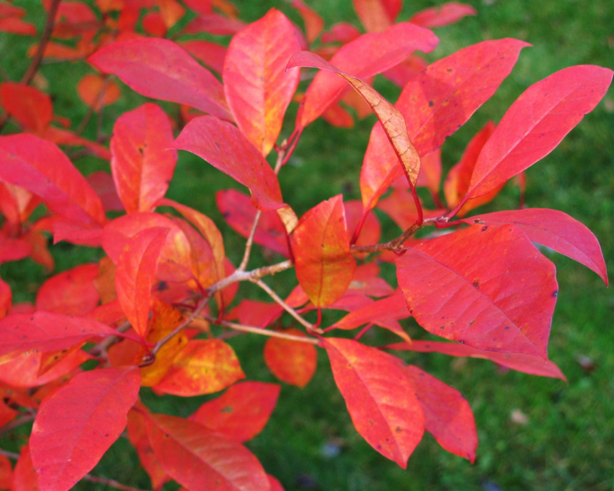 Black Gum Shade Trees | McMakin Farms