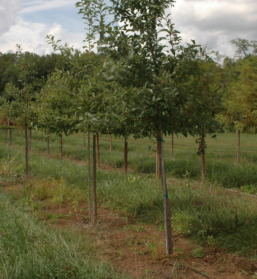 Black Gum Shade Trees | McMakin Farms