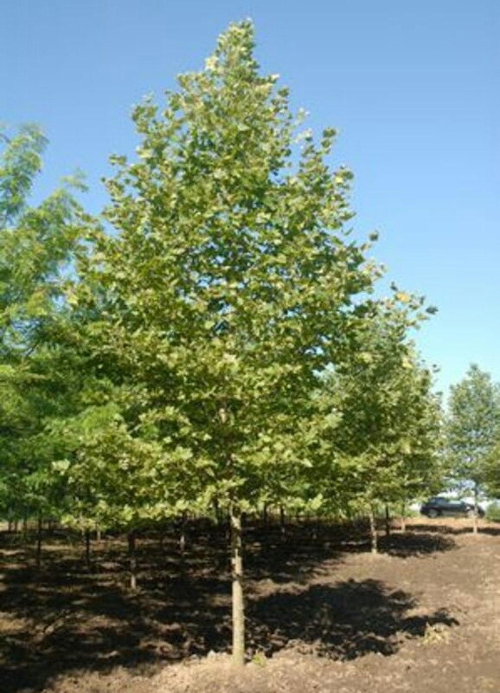 'Bloodgood' London Planetree Shade Trees | McMakin Farms