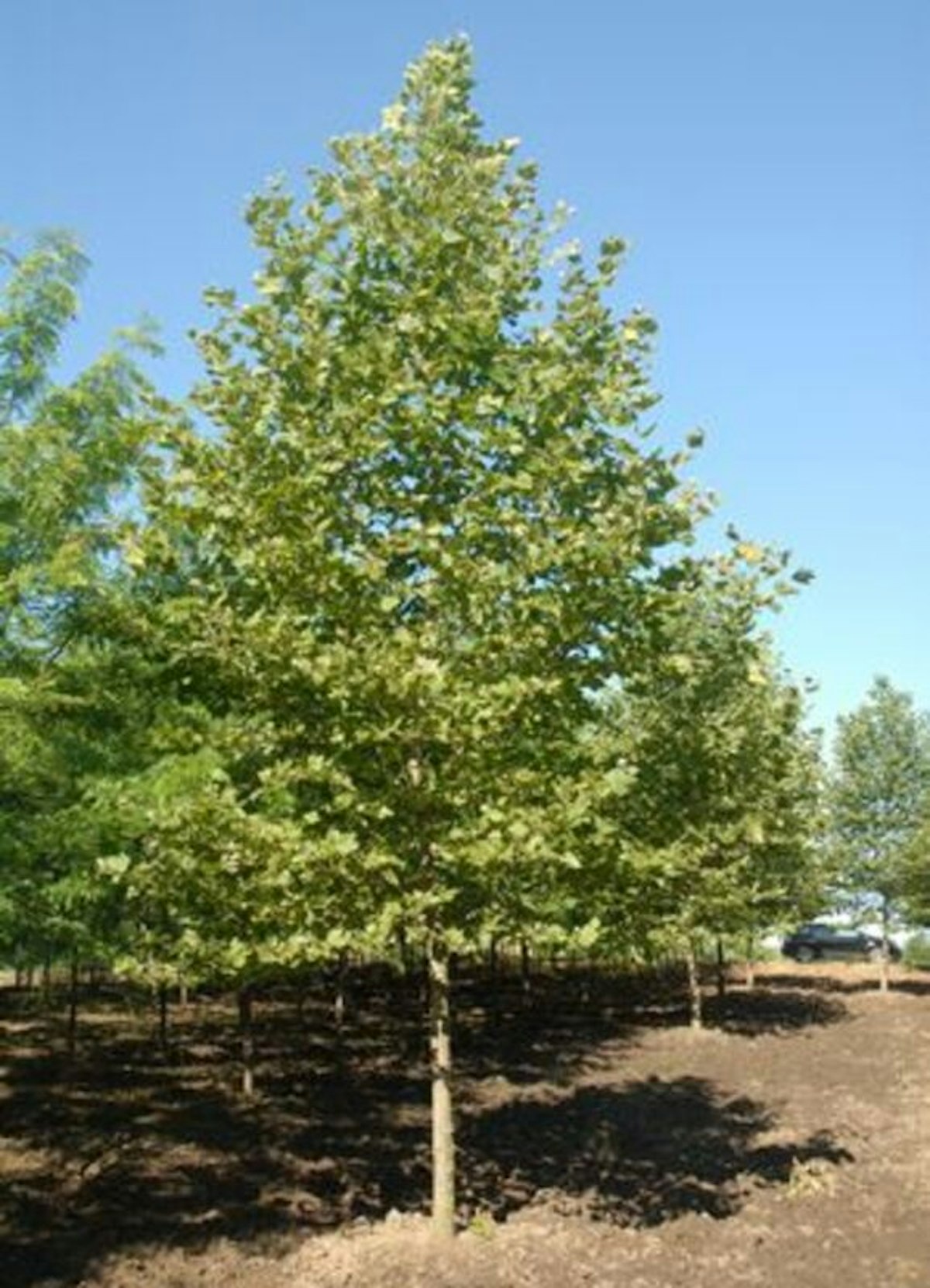 'Bloodgood' London Planetree Shade Trees | McMakin Farms