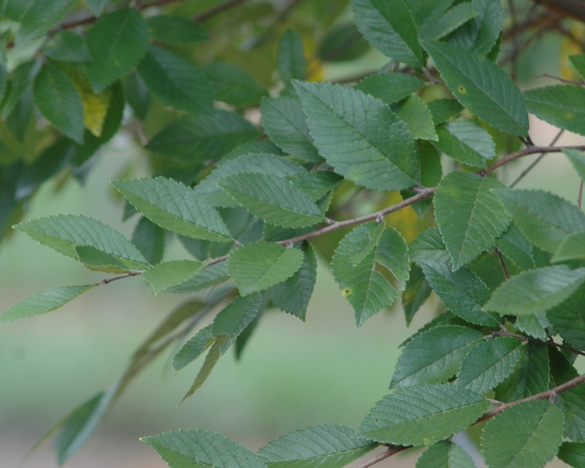 Bosque™ Elm Shade Trees | McMakin Farms