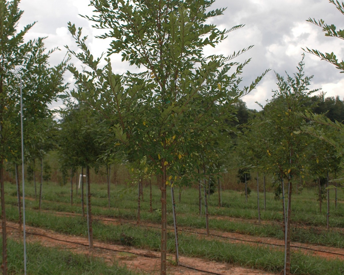 Bosque™ Elm Shade Trees | McMakin Farms