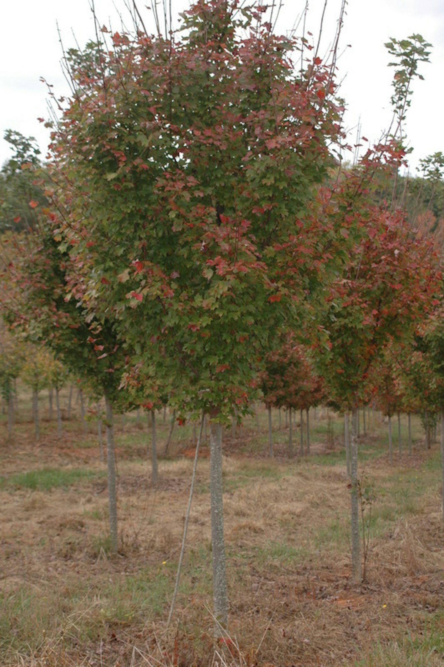 'Brandywine' Shade Trees | McMakin Farms