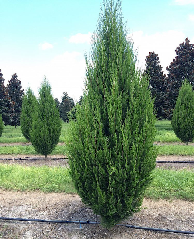Brodie' Red Cedar Evergreens | McMakin Farms