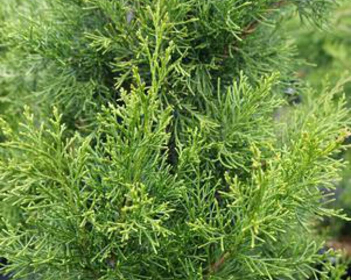 Brodie' Red Cedar Evergreens | McMakin Farms