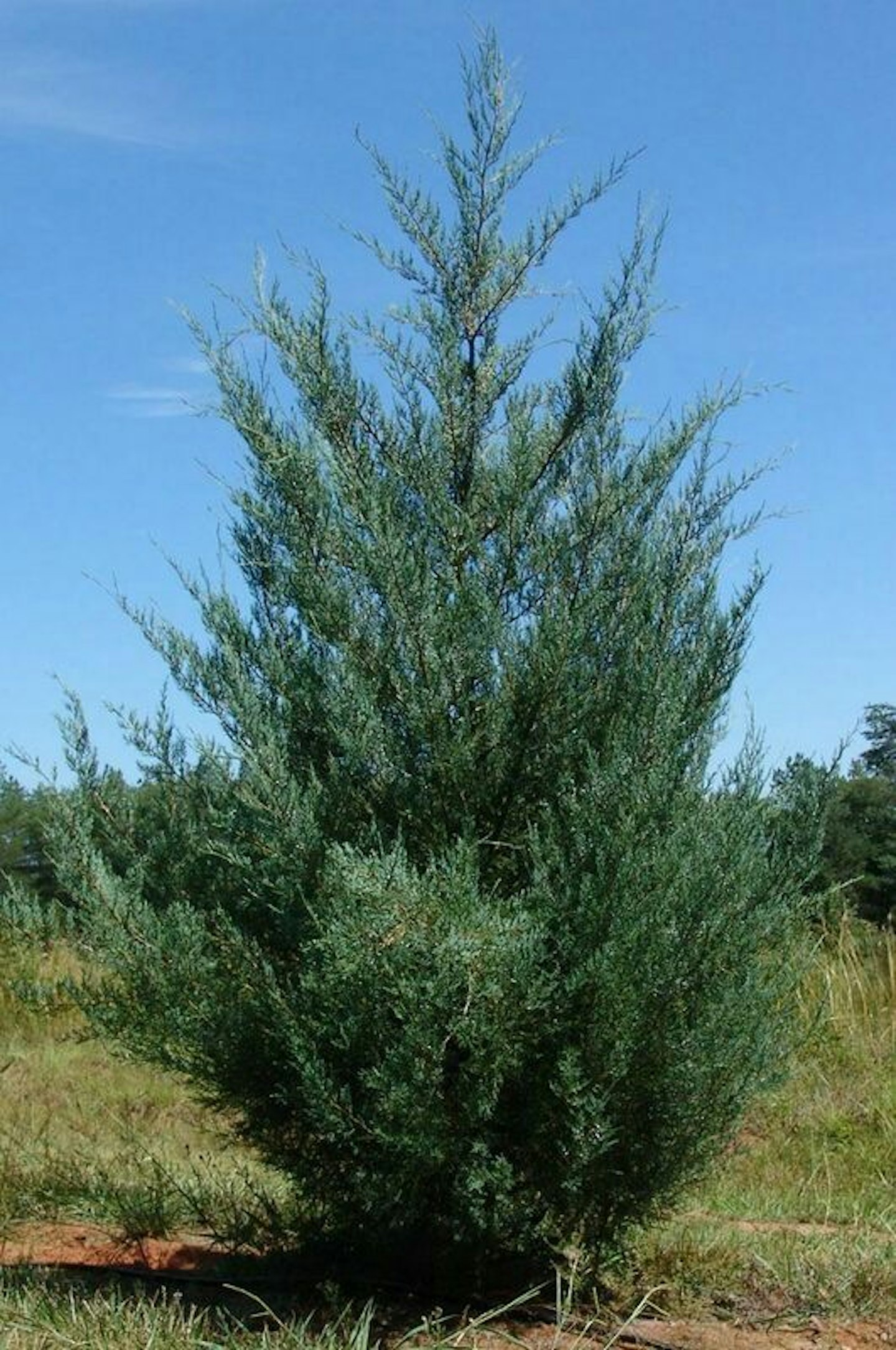 'Burkii' Redcedar Evergreens | McMakin Farms