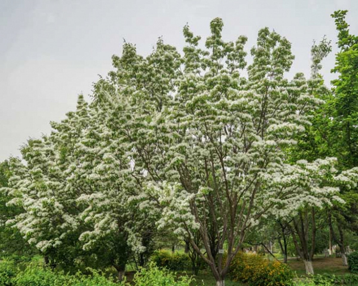 Chinese Fringe Tree Flowering Ornamentals | McMakin Farms