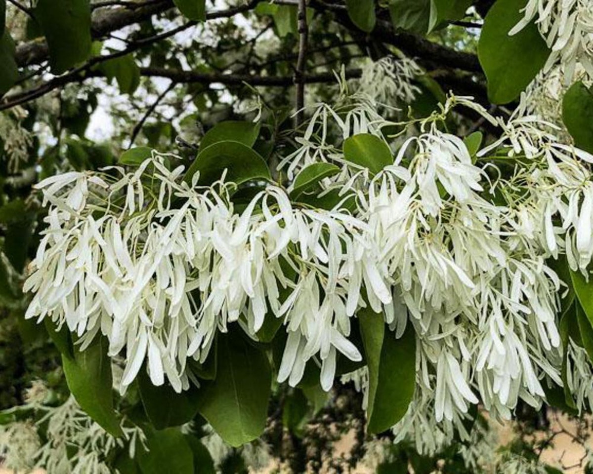 Chinese Fringe Tree Flowering Ornamentals | McMakin Farms