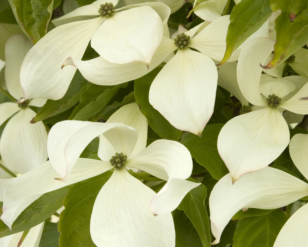 Flowering & Ornamentals | McMakin Farms