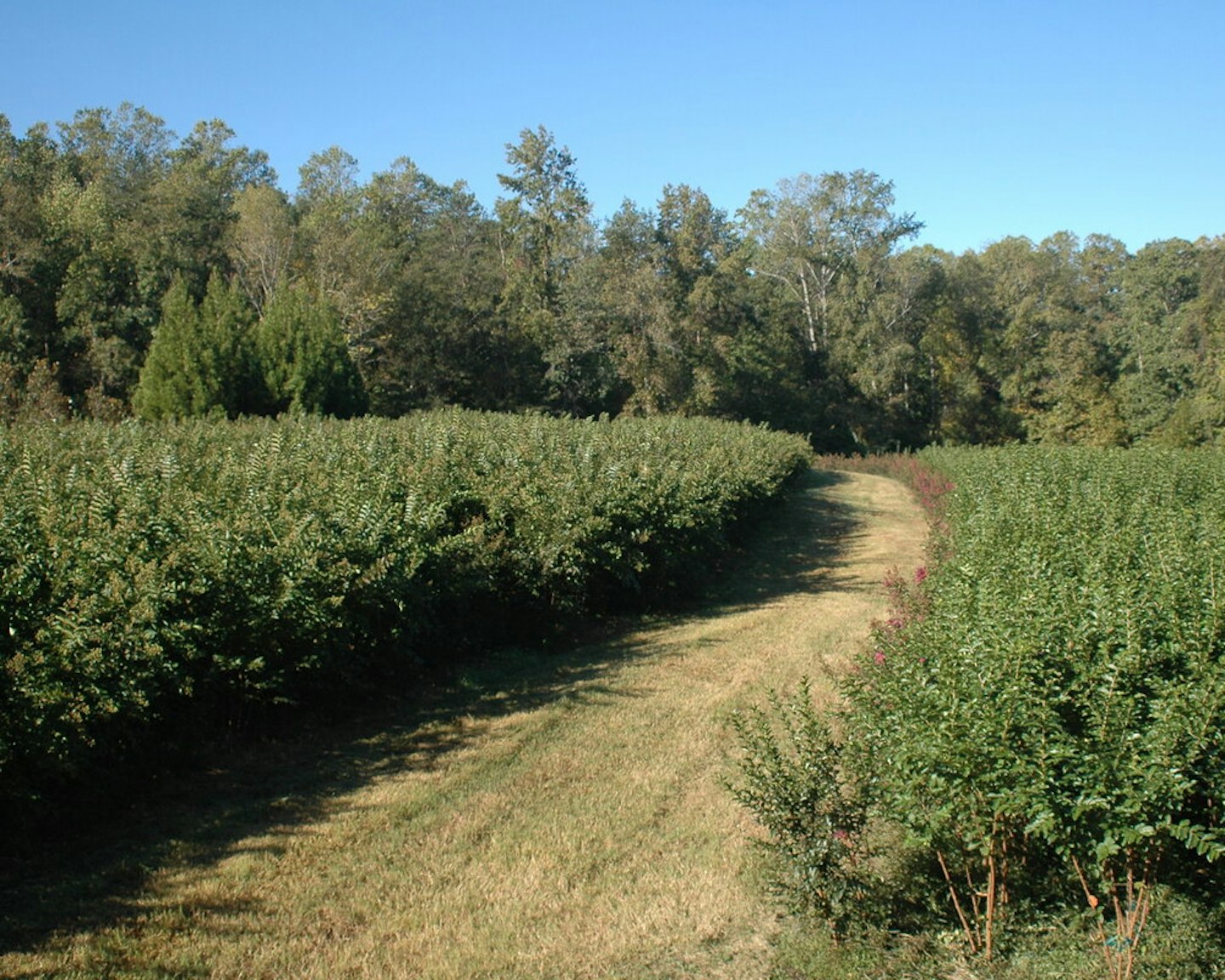 Crape Myrtle Bareroot Liners Bareroot Liners | McMakin Farms
