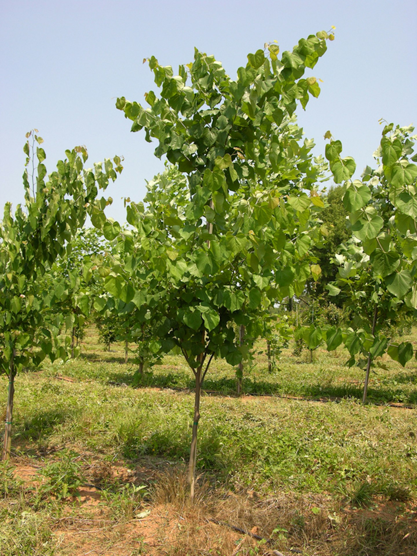 Eastern RedBud Flowering Ornamentals | McMakin Farms