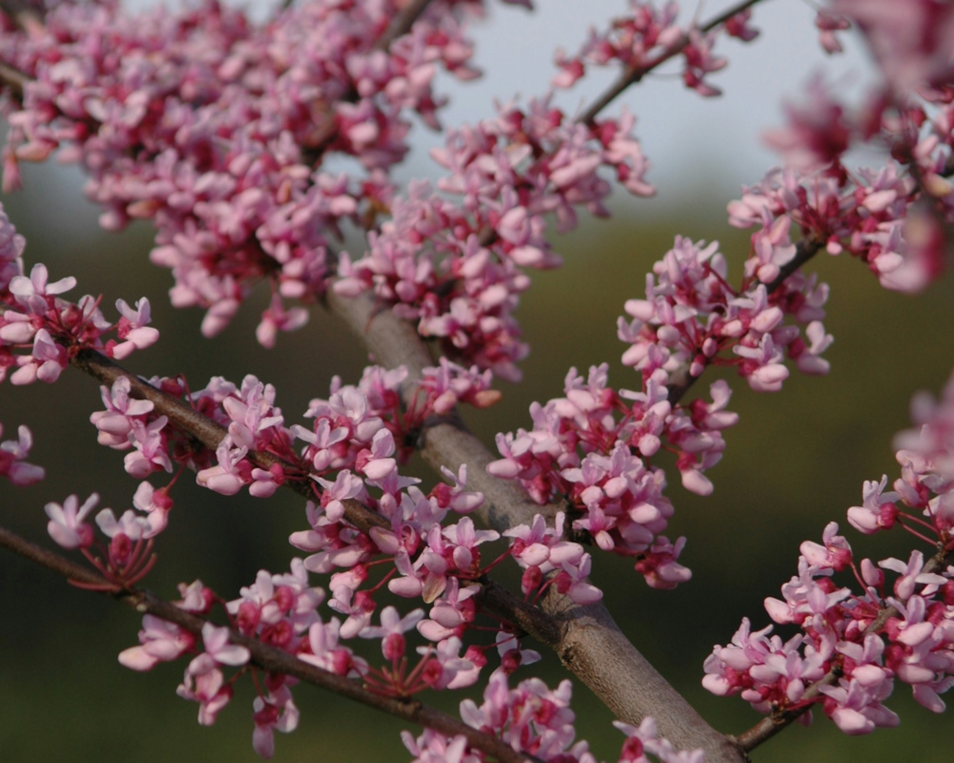 Cercis canadensis | Flowering Ornamentals | McMakin Farms