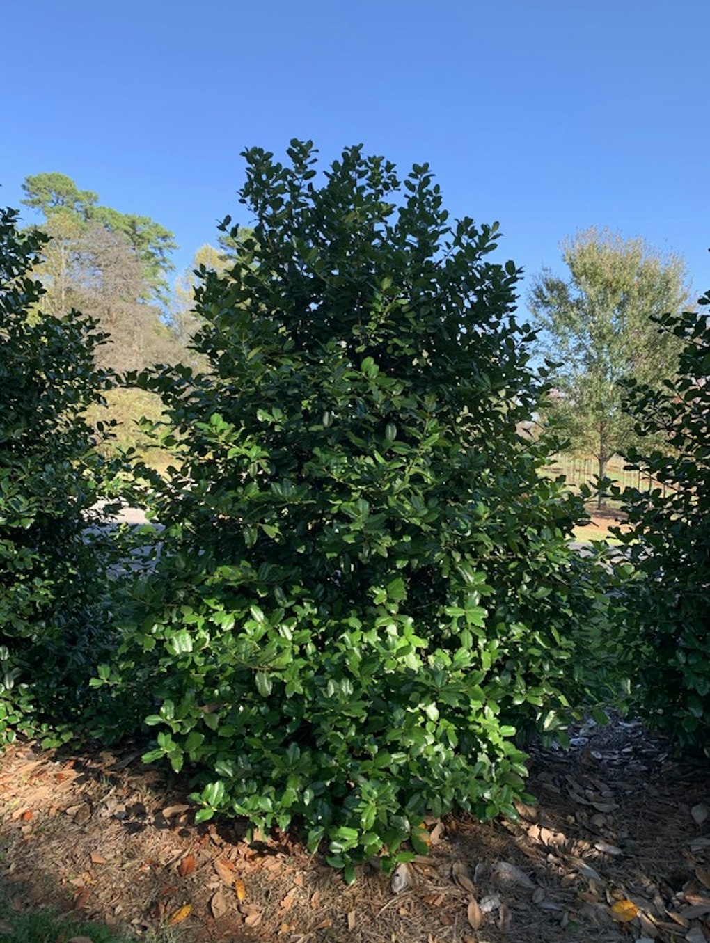 'Emily Bruner' Evergreens | McMakin Farms