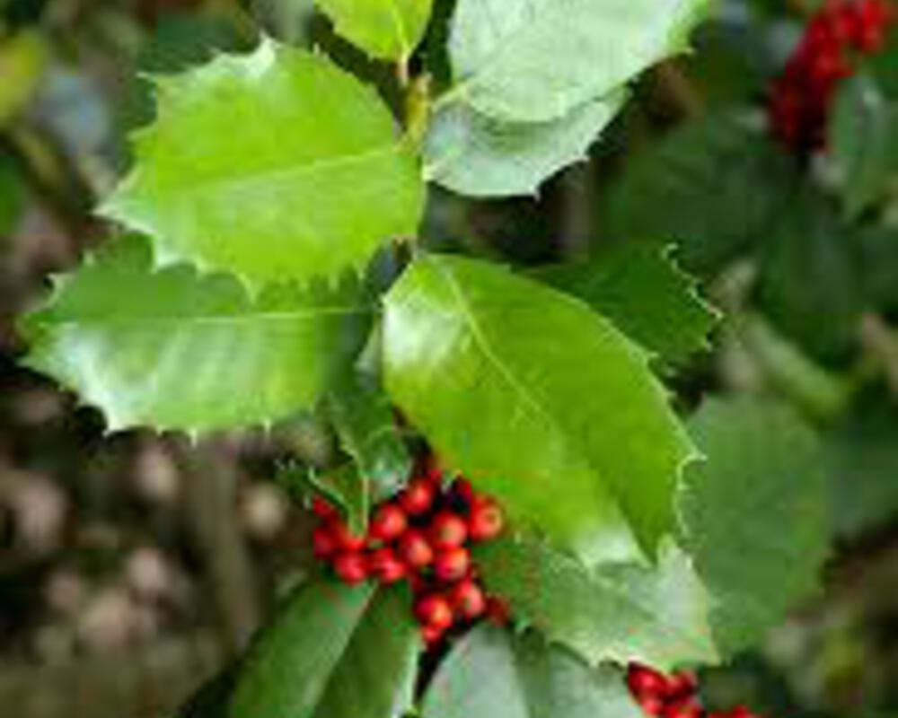 Evergreens | McMakin Farms