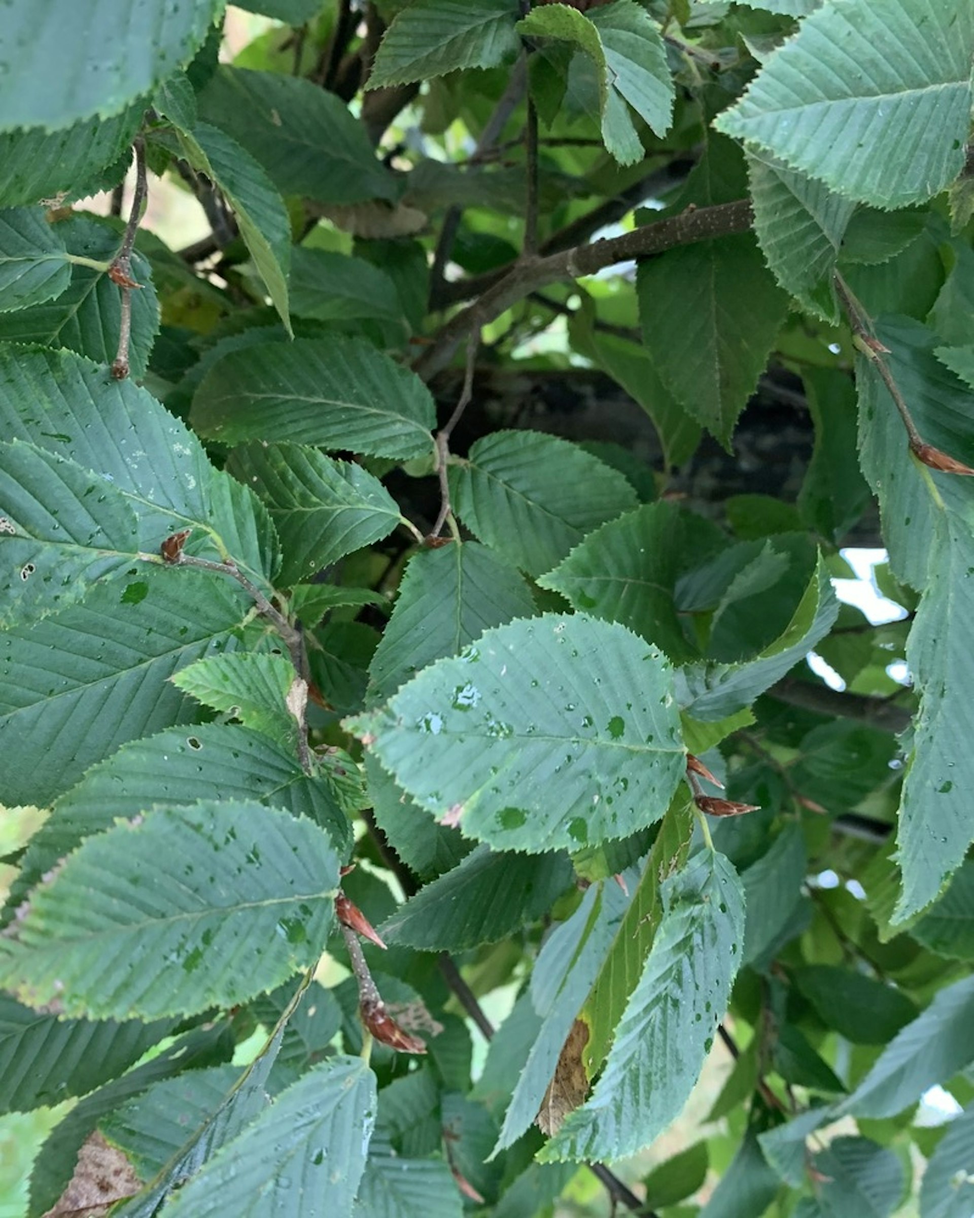 Fastigiata European Hornbeam Shade Trees | McMakin Farms