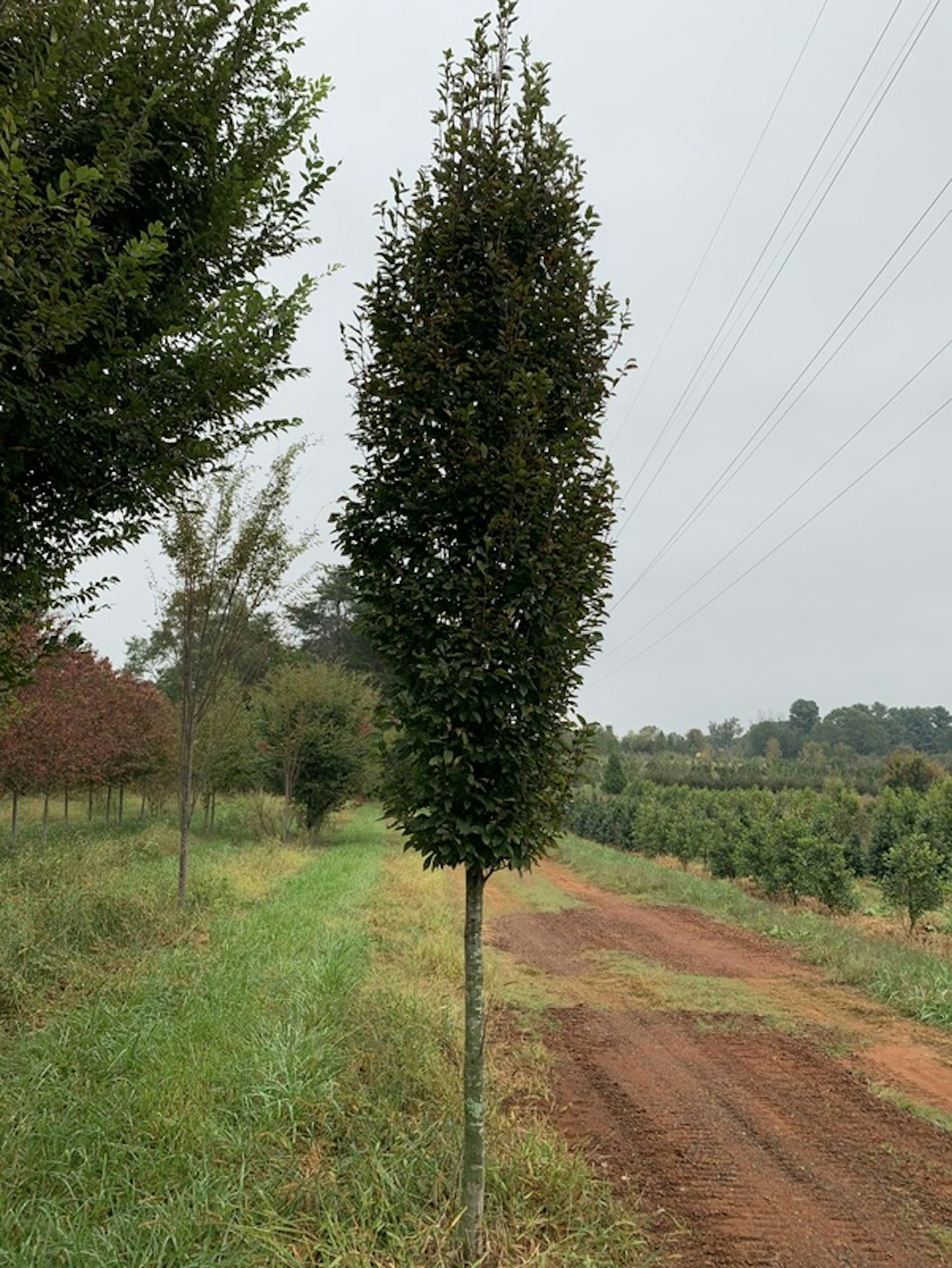 Fastigiata European Hornbeam Shade Trees | McMakin Farms