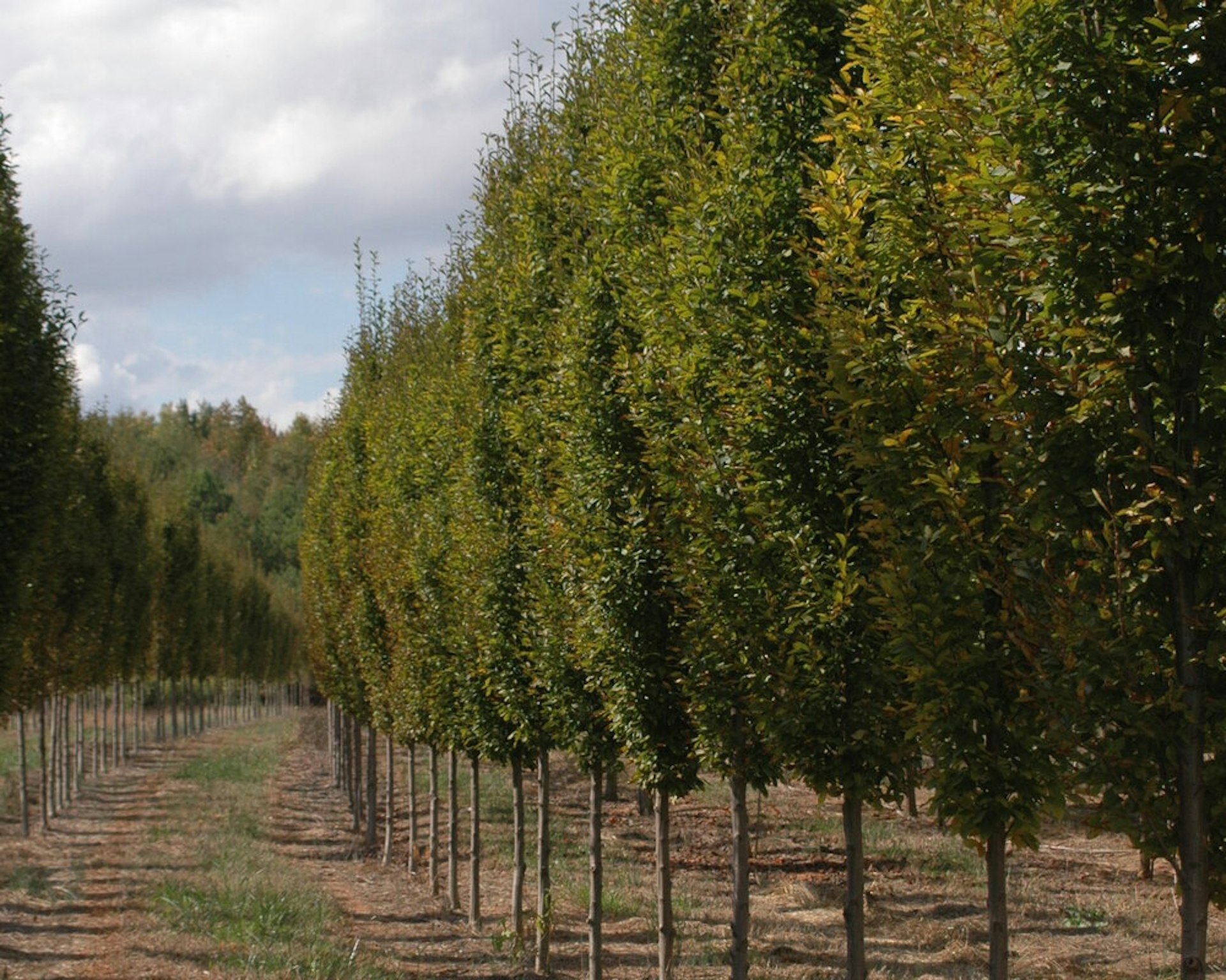 Fastigiata European Hornbeam Shade Trees | McMakin Farms