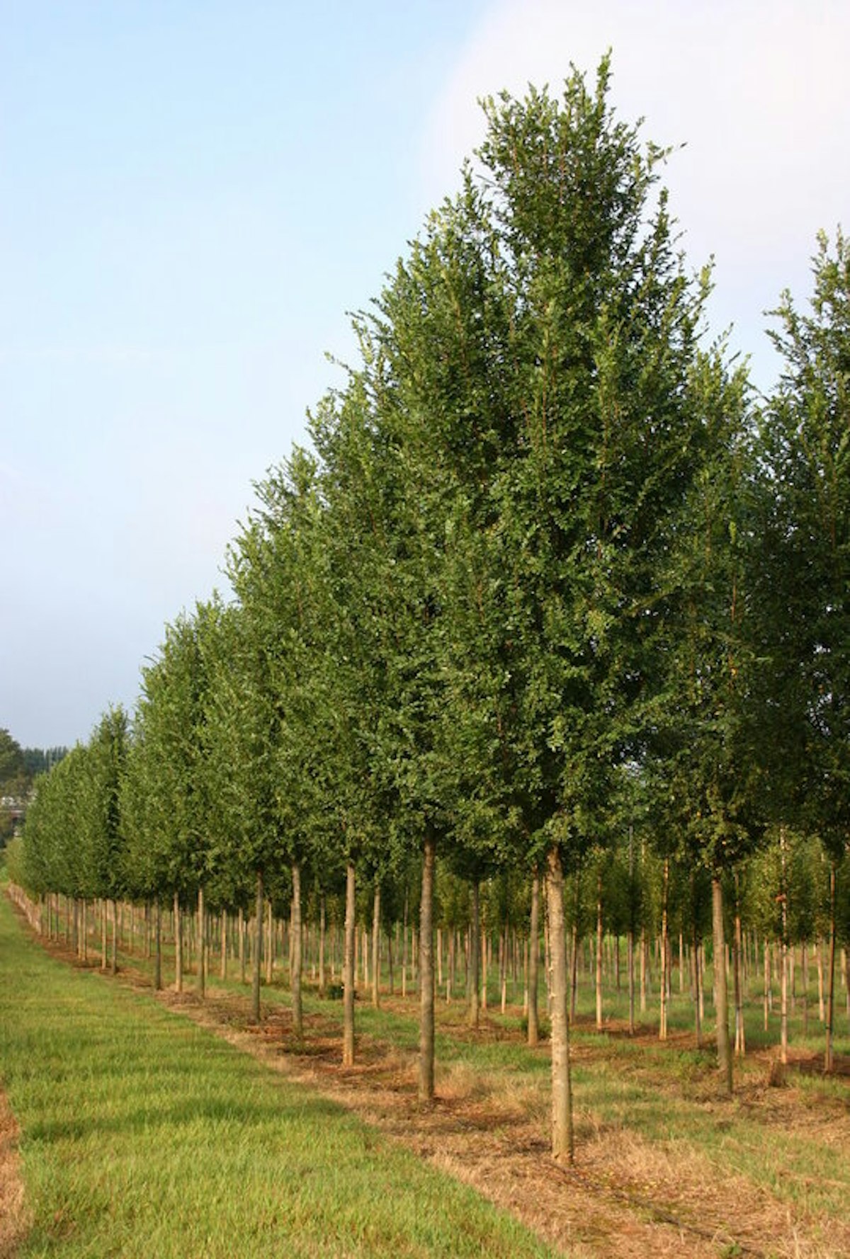 Everclear® Lacebark Elm Shade Trees | McMakin Farms