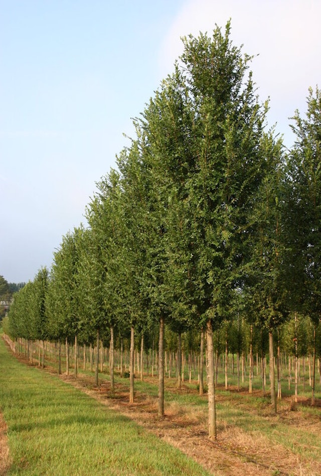 Everclear® Lacebark Elm Shade Trees | McMakin Farms