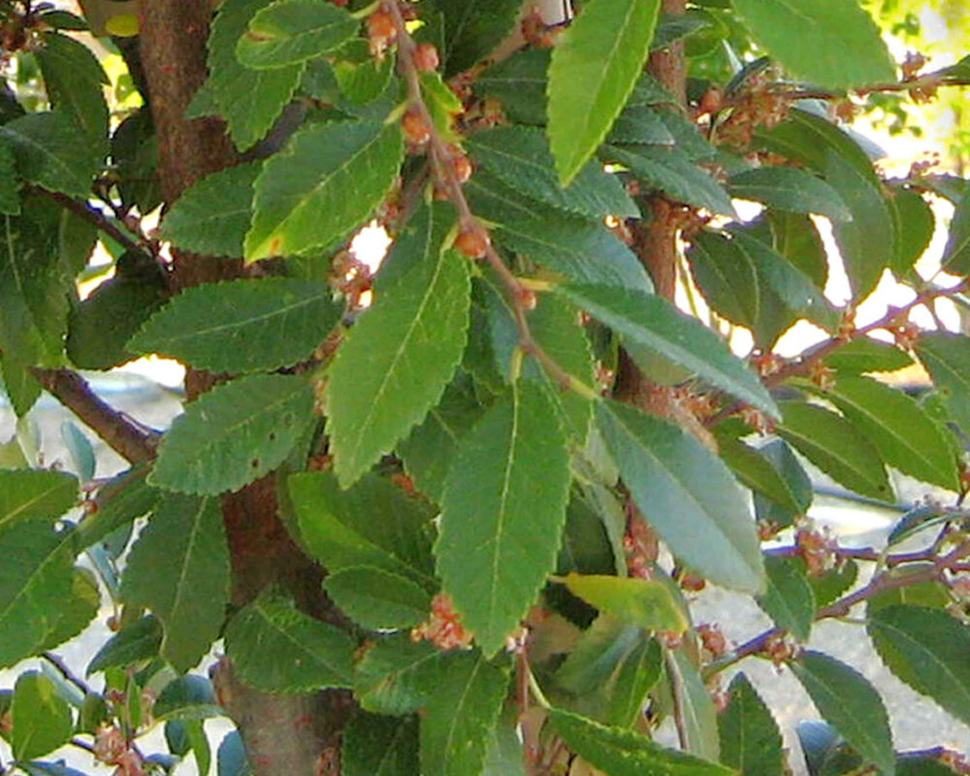 Everclear® Lacebark Elm Shade Trees | McMakin Farms