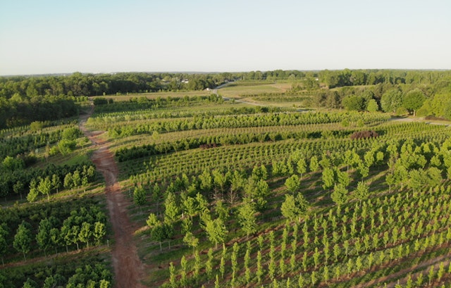 Crape Myrtle Bare Root Liners | McMakin Farms, SC