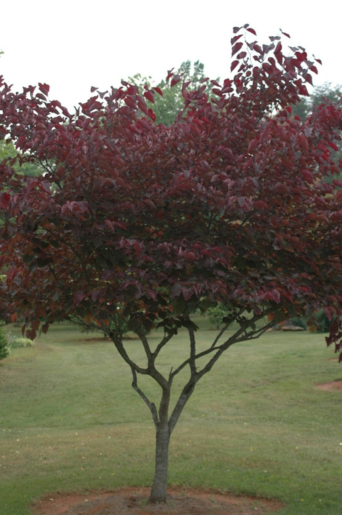 Forest Pansy RedBud Flowering Ornamentals | McMakin Farms