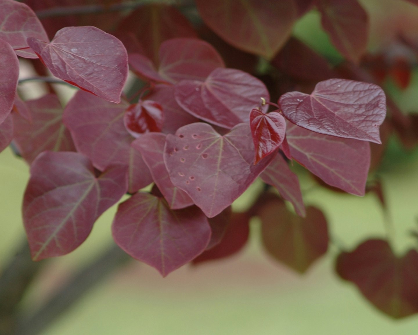 'Ruby Falls' Redbud Flowering Ornamentals | McMakin Farms