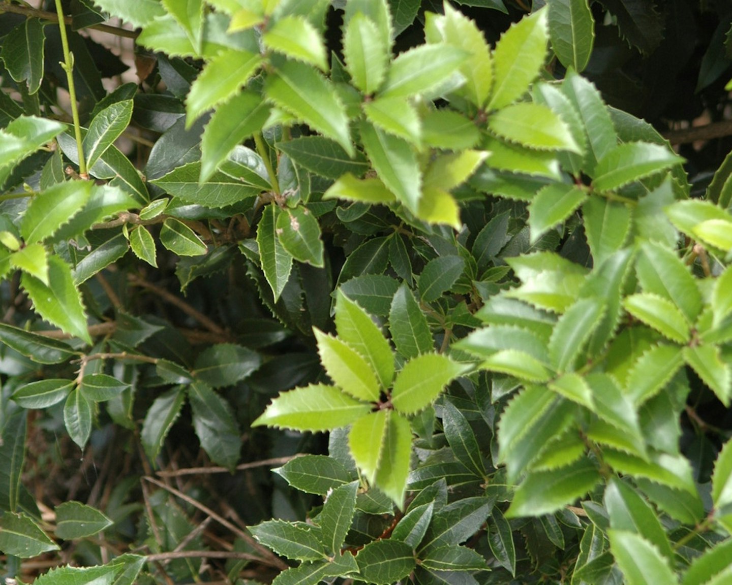 Fortune's Tea Olive Flowering Ornamentals | McMakin Farms