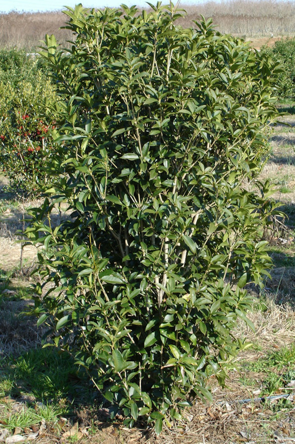 Fragrant Tea Olive Flowering Ornamentals | McMakin Farms
