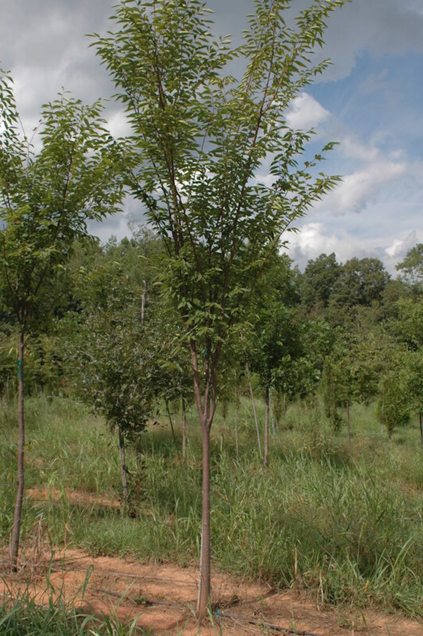 Green Vase Shade Trees | McMakin Farms