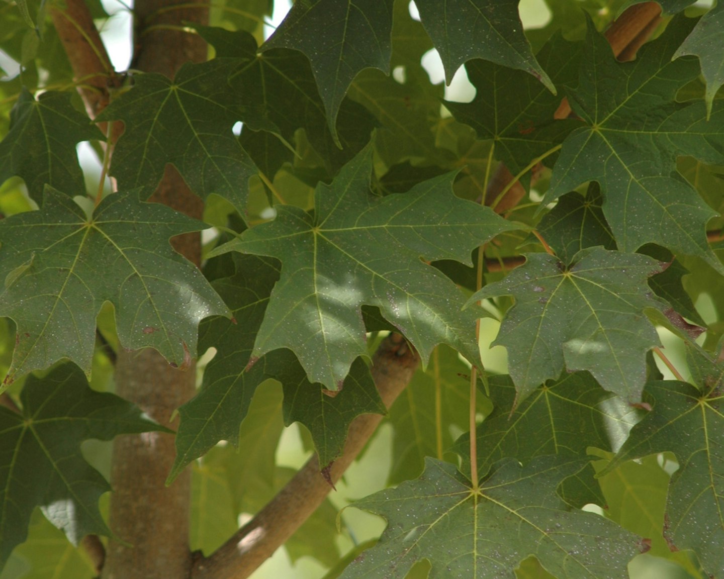 Green Mountain® Sugar Maple Shade Trees | McMakin Farms