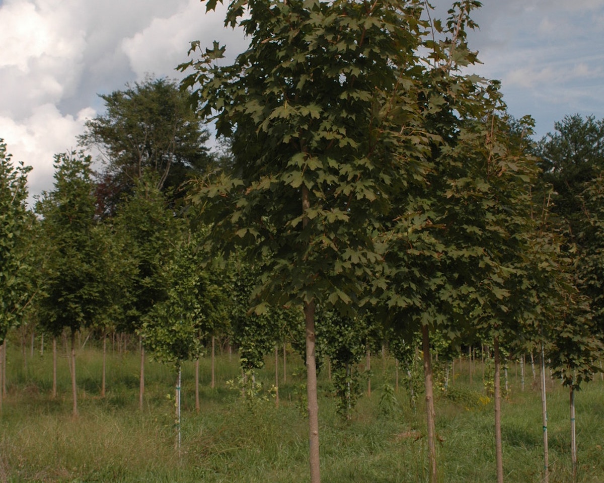 Green Mountain® Sugar Maple Shade Trees | McMakin Farms