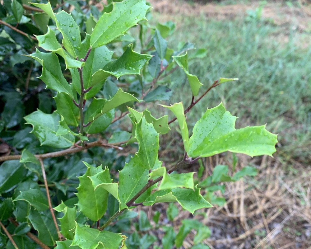 Evergreens | McMakin Farms